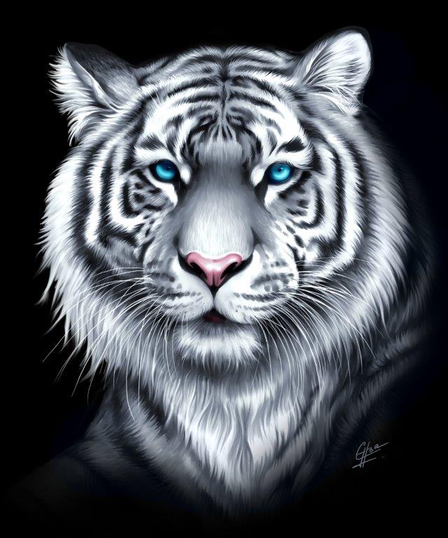 Blue Eyes White Tiger - DB5794-2